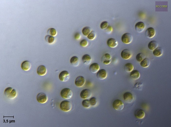 Эволюционное древо зеленых растений усложняется